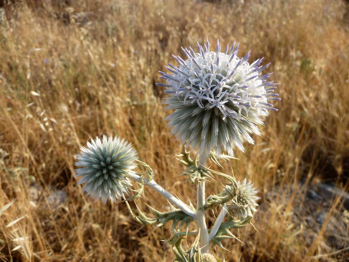 r o b i n 's y a r d: Echinops sphaerocephalus