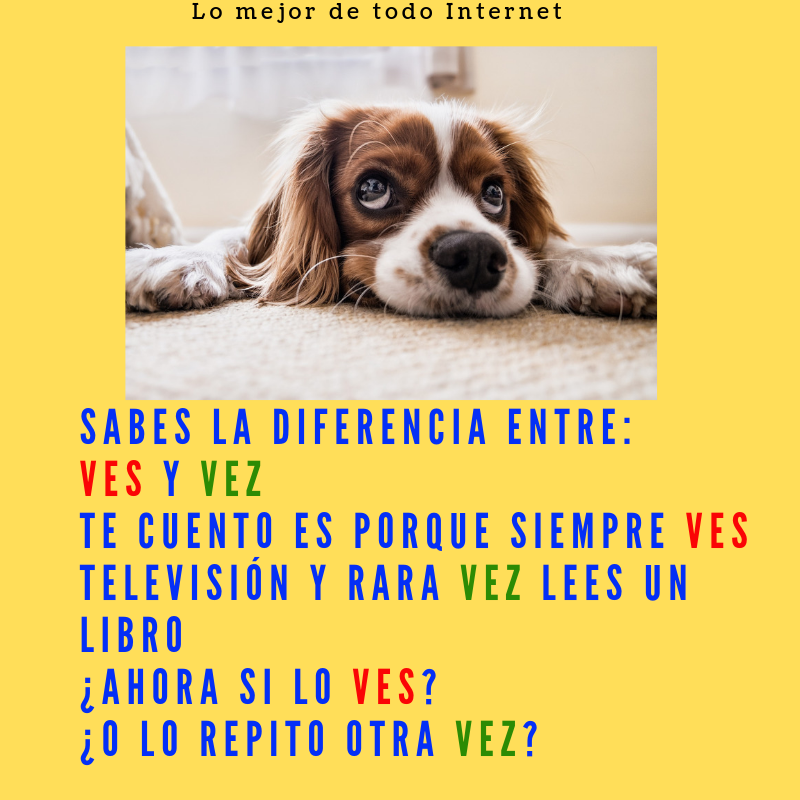 Lo mejor de todo Internet: Sabes la diferencia entre: Ves y Vez