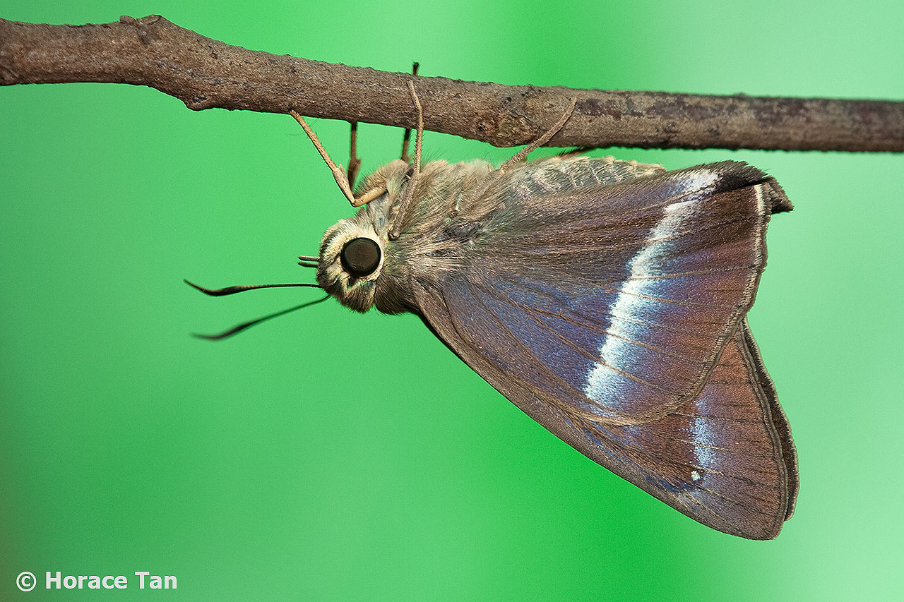 Butterflies of Singapore: Awls of Singapore : Part 2