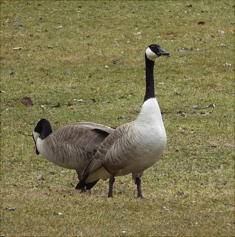 Canada ruft: die Kanadagans
