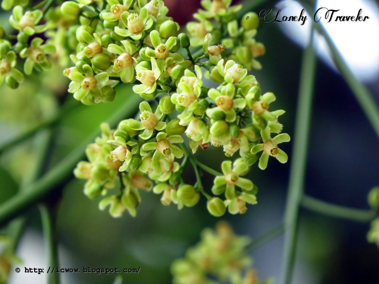 Mahogany flower (মেহগনি ফুল) - Swietenia macrophylla