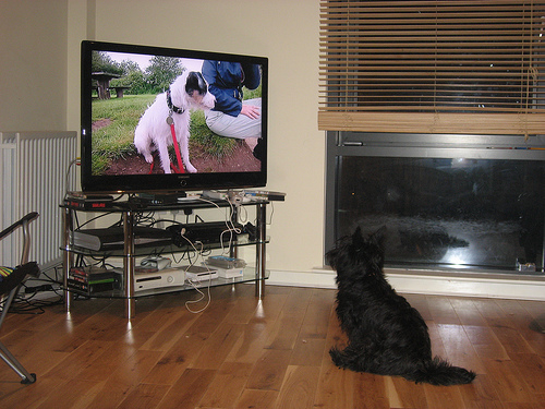 Television for dogs - DOG TV - Introduced in US ~ current news