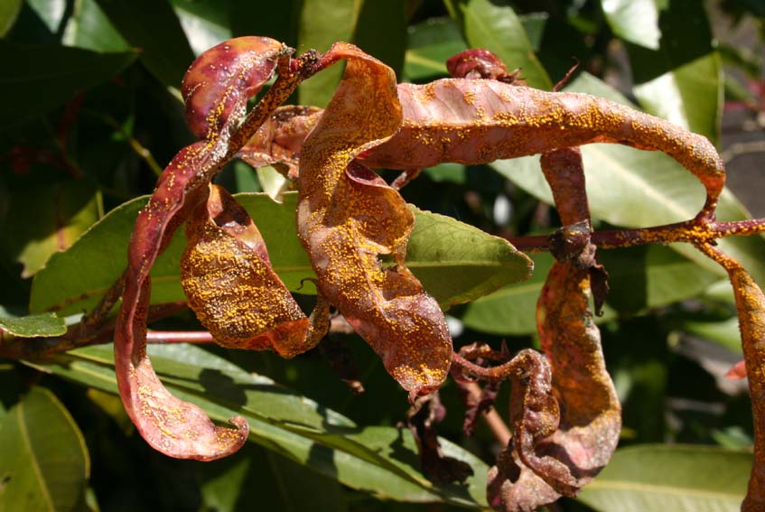 Toowoomba Plants: Myrtle Rust Reaches Toowoomba