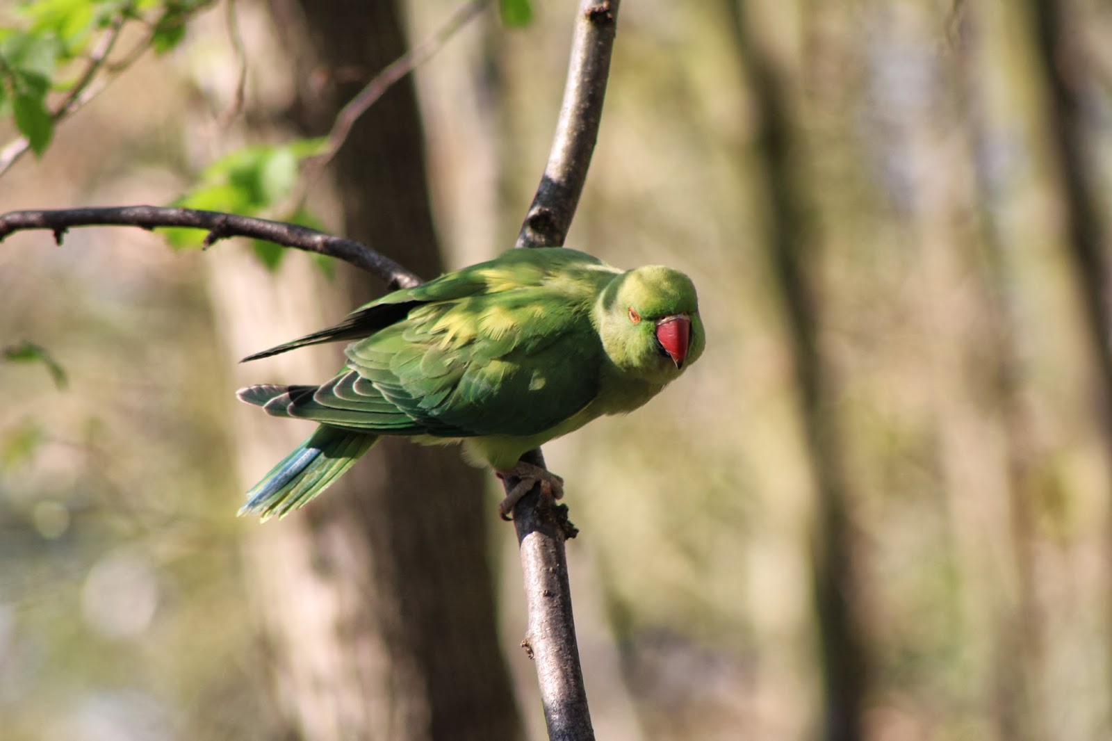 LA GAZETTE DE BIBI: LES PERRUCHES VERTE AU PARC DE SCEAUX