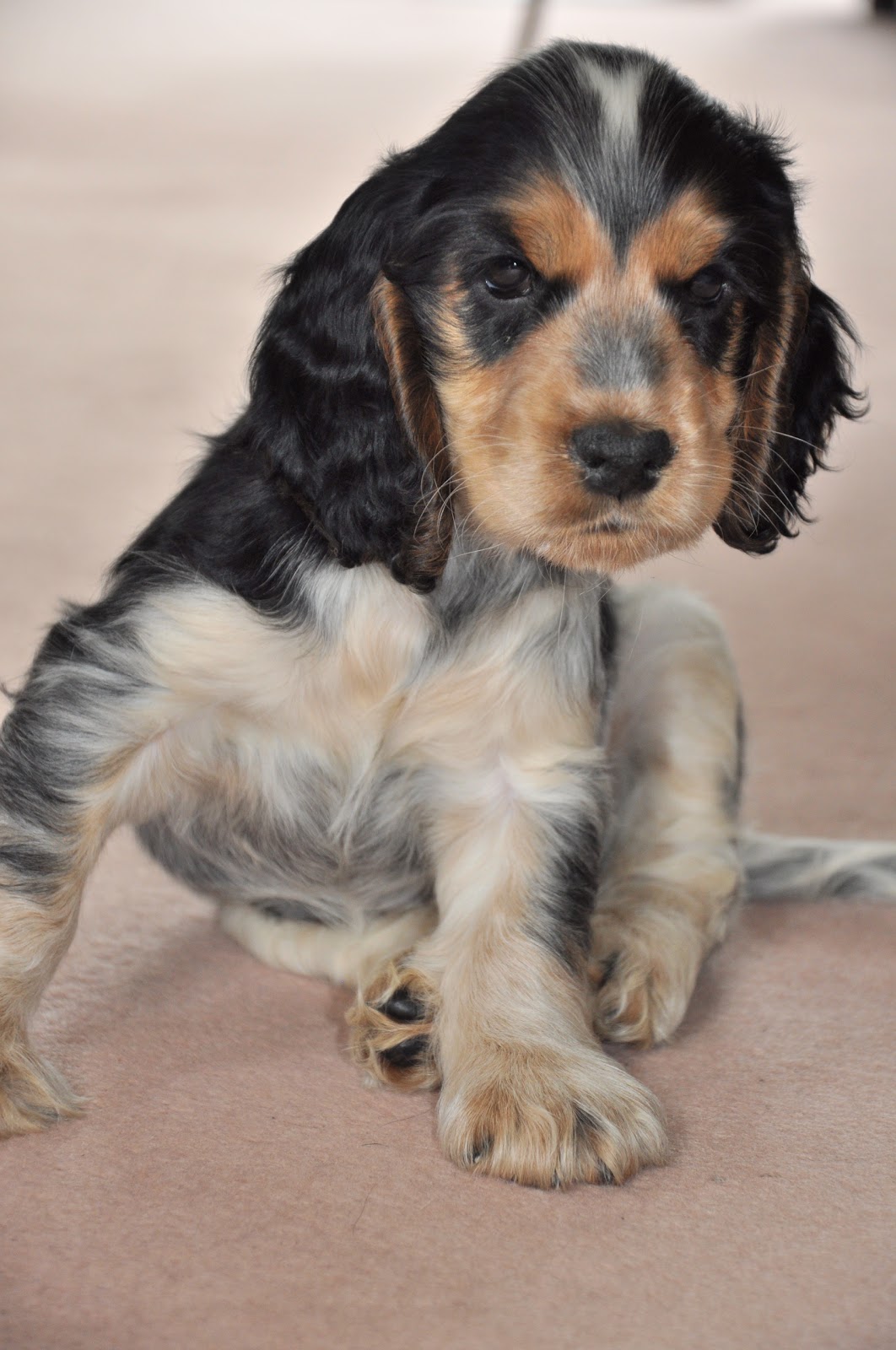 blue roan tan cocker spaniel | Dogs | Pinterest | Blue Roan, Cocker ...