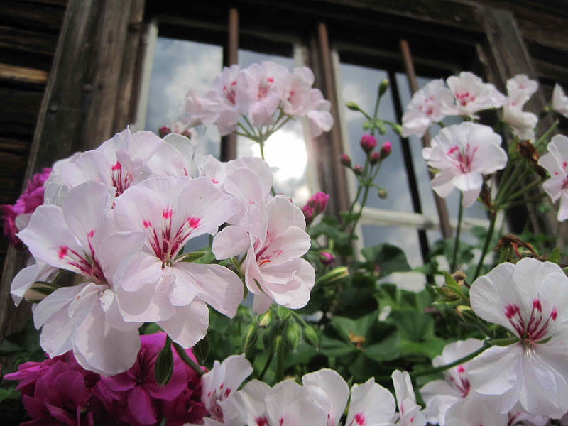 martha's vienna: Austria's Geranium Window Boxes