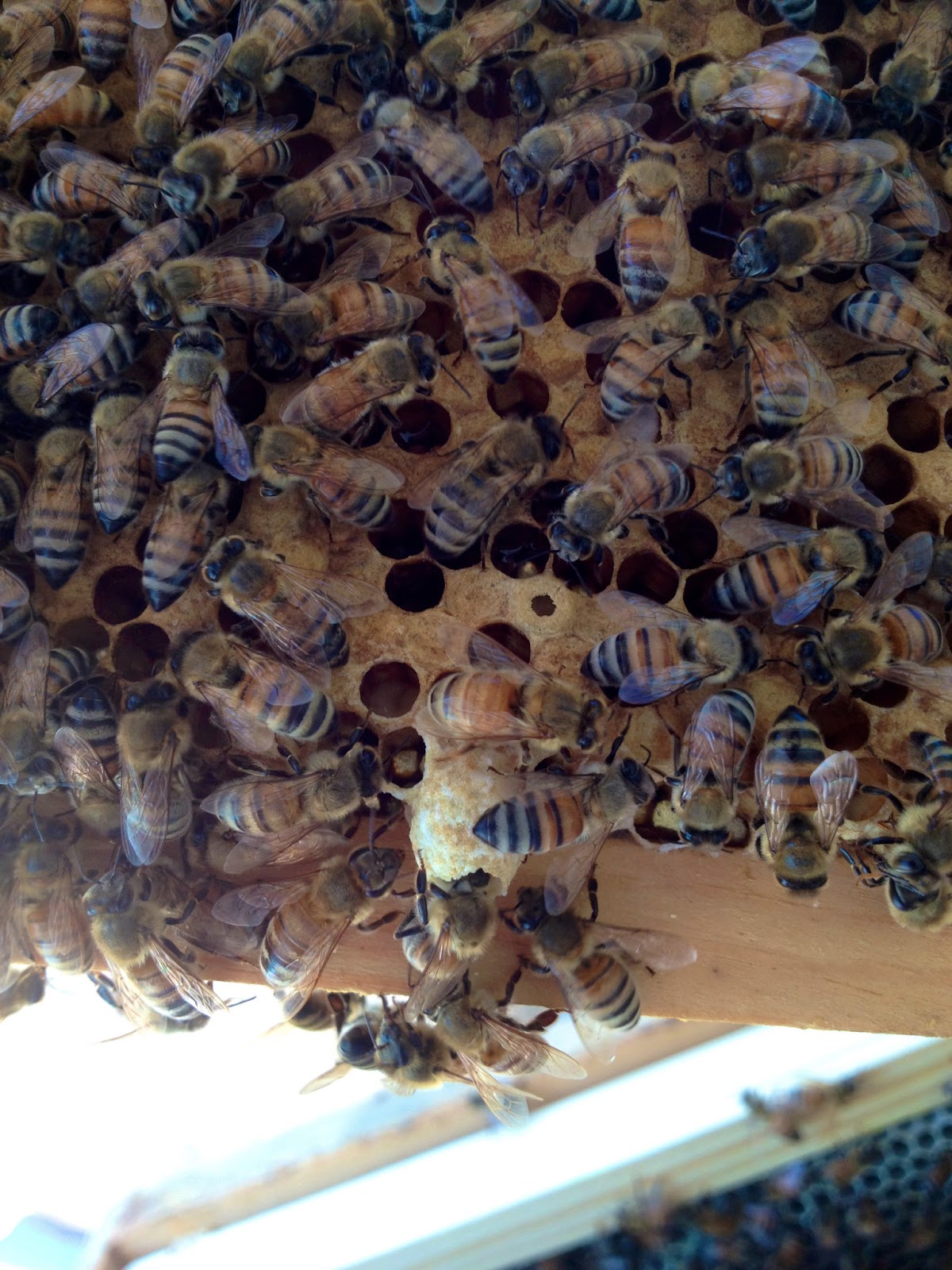 Zeekeeper Honeyworks: Dothraki Hive: Queen Cells!