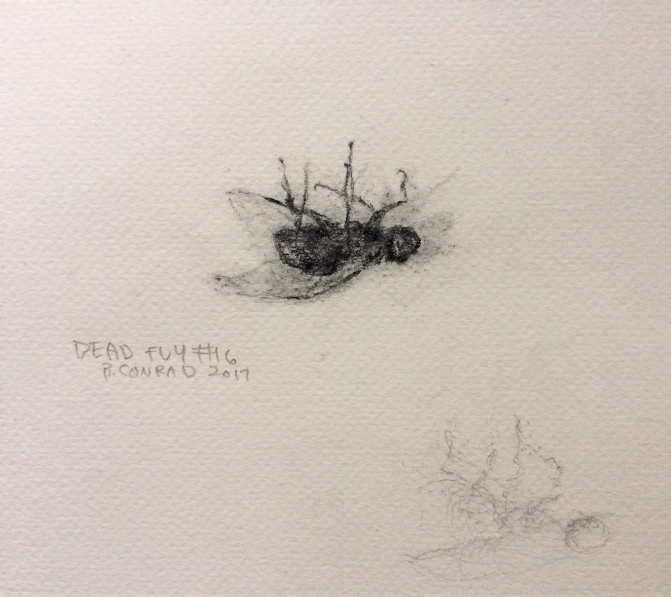 The Dead Fly Project: Dead Fly 16 Doodles