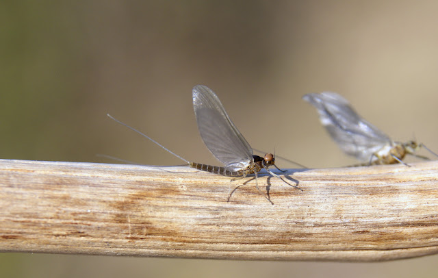 Una efémera verde-grisácea en CDC