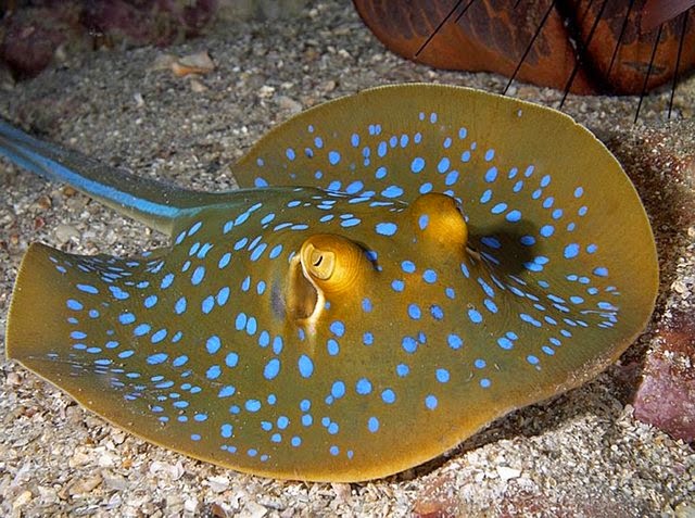 Reef Signings - Blue Spotted Rays | Fun Animals Wiki, Videos, Pictures ...