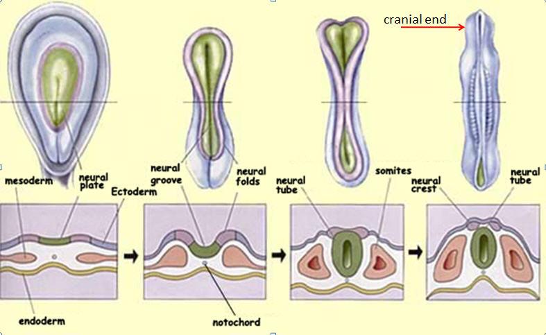 You've become my light: Anencephaly facts