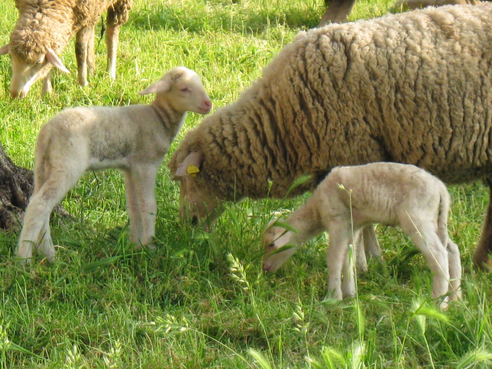 LA GRANJA DE ADRIANA: La vida de los corderitos.......
