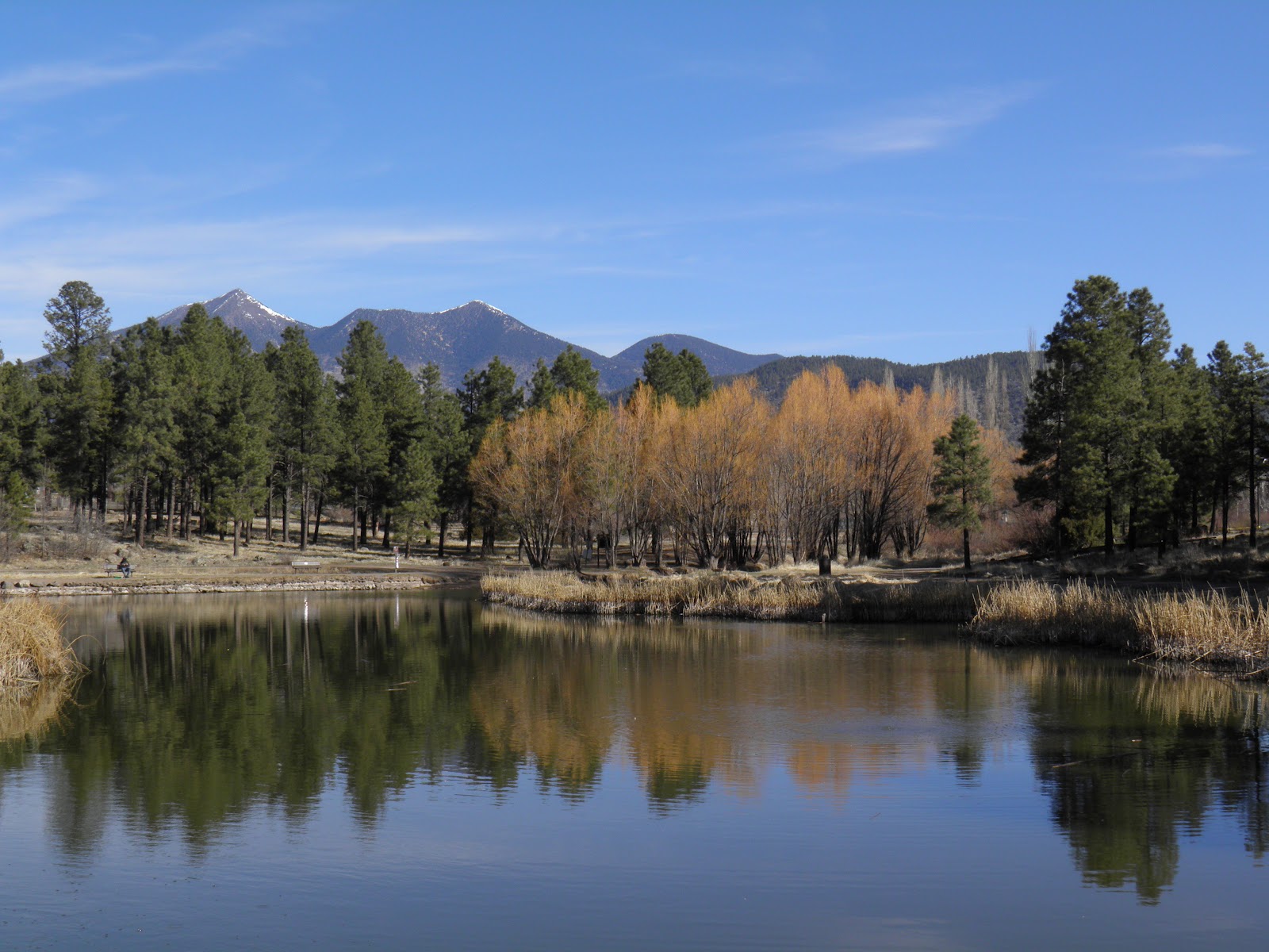 walking flagstaff: spring arriving