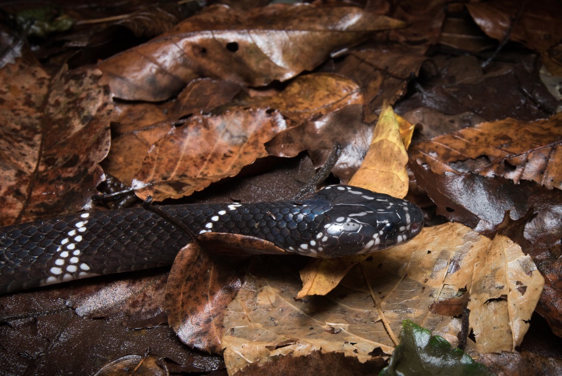 Species New to Science: [Herpetology • 2019] First Record of the Krait ...