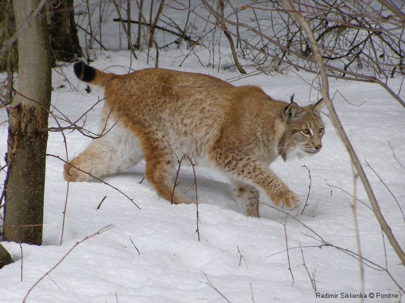 Ovaltes: Alpine Lynx Cat History Alpine Lynx Kittens