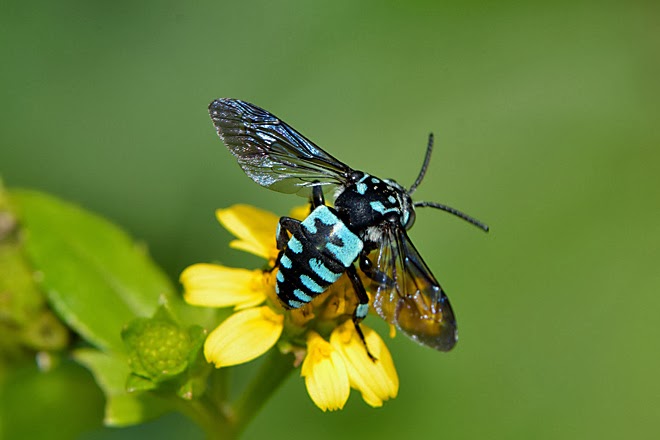 Beauty of Fauna and Flora in Nature: Malayan Birdwing @ Pulau Ubin