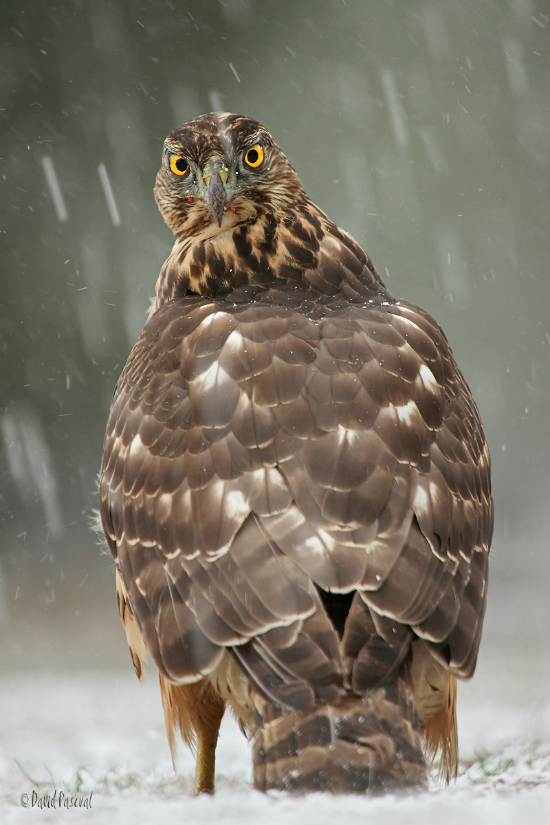 David Pascual: Azor (Accipiter gentilis)