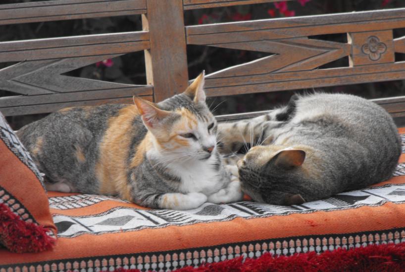 Tales from PipneyJane's Kitchen: Photos from Oman