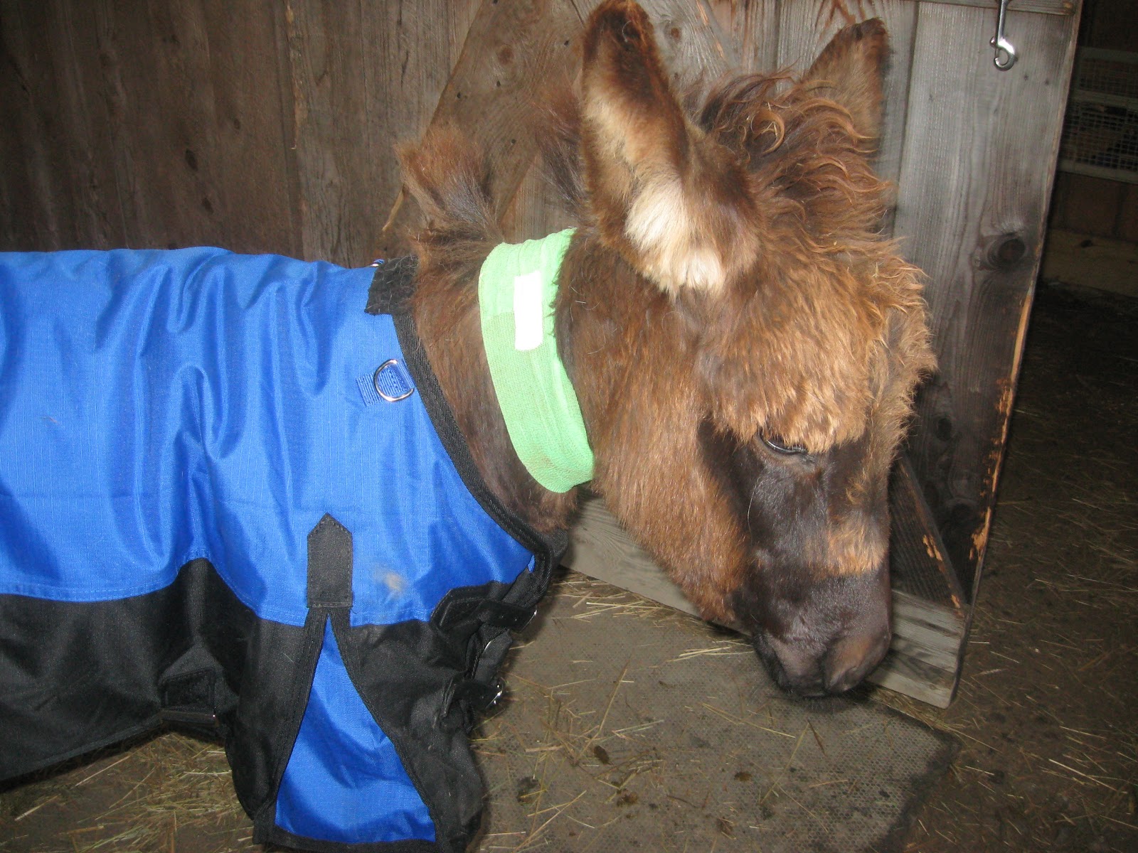 The Dancing Donkey: A Very Sick Donkey