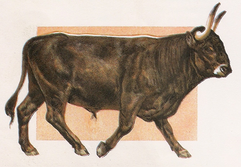 Arca dos Extintos: Auroque