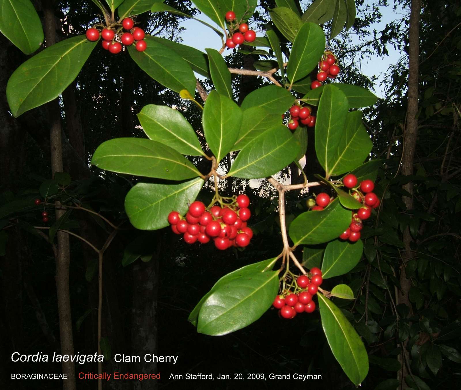 CaymANNature: Cayman Islands Wild Trees and Shrubs - identification