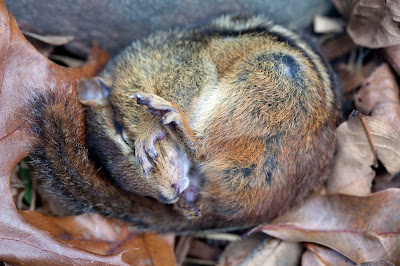 curving back: curled in a tight ball