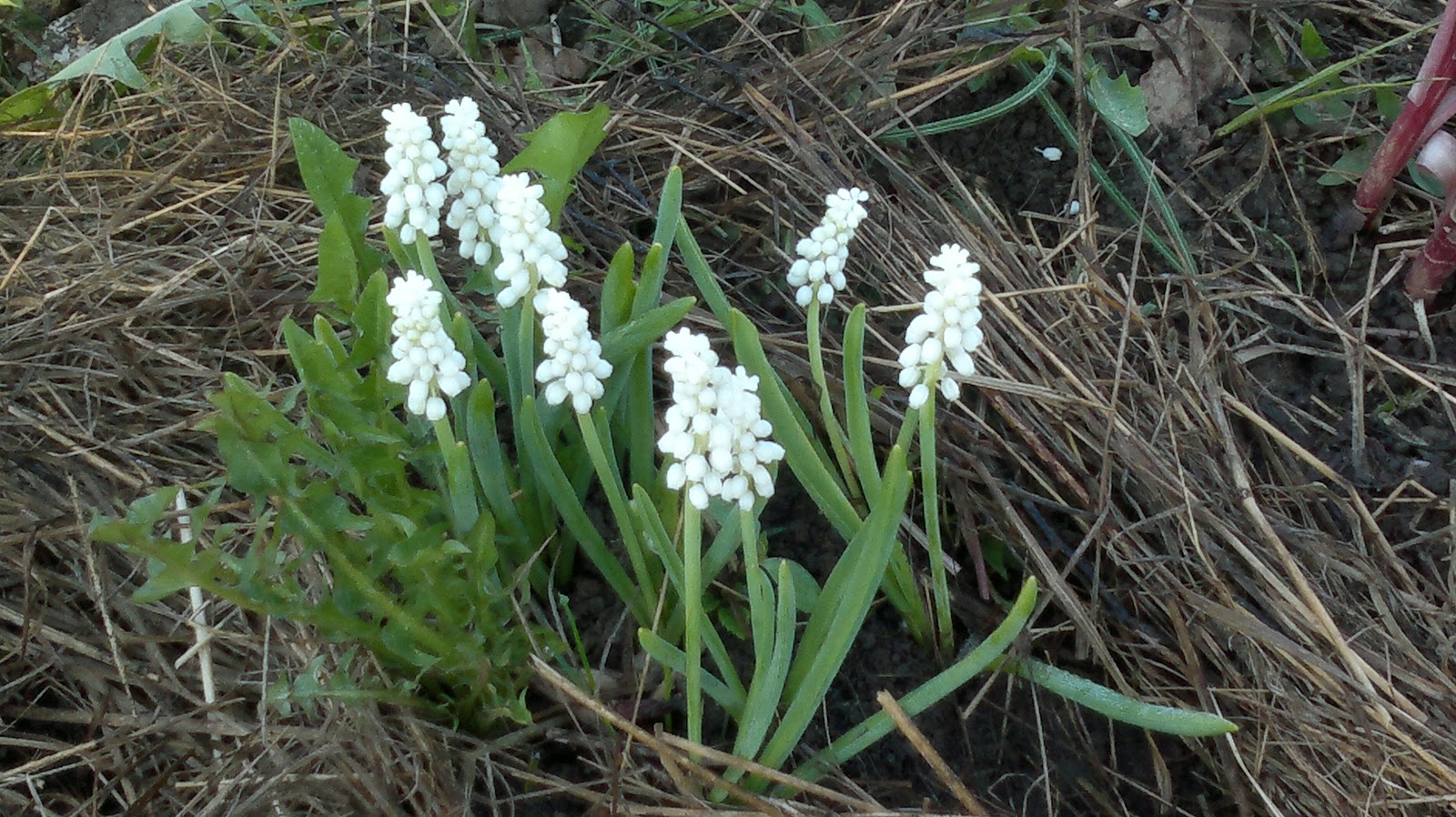 päikesetoit: Söödavad umbrohud ja lilled. Kobarhüatsint on söödav.