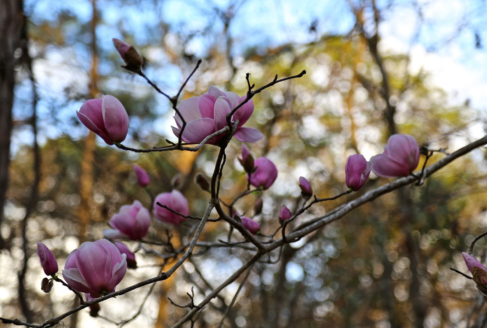 Sweet Southern Days: Japanese Magnolia Blossoms