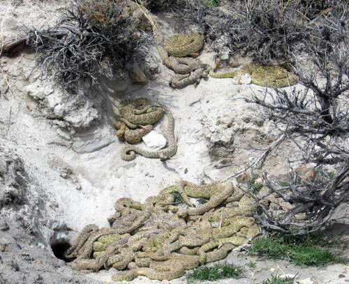 Reflexiones Con El Pastor Saúl Guevara: Afrontando Un Nido De Víboras