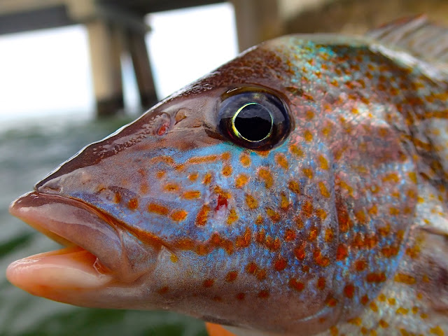 Angling Addict: Hues and Saturation