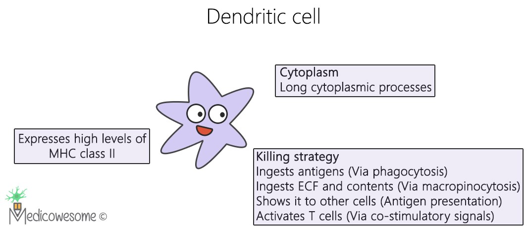 Immense Immunology Insight: Dendritic cell