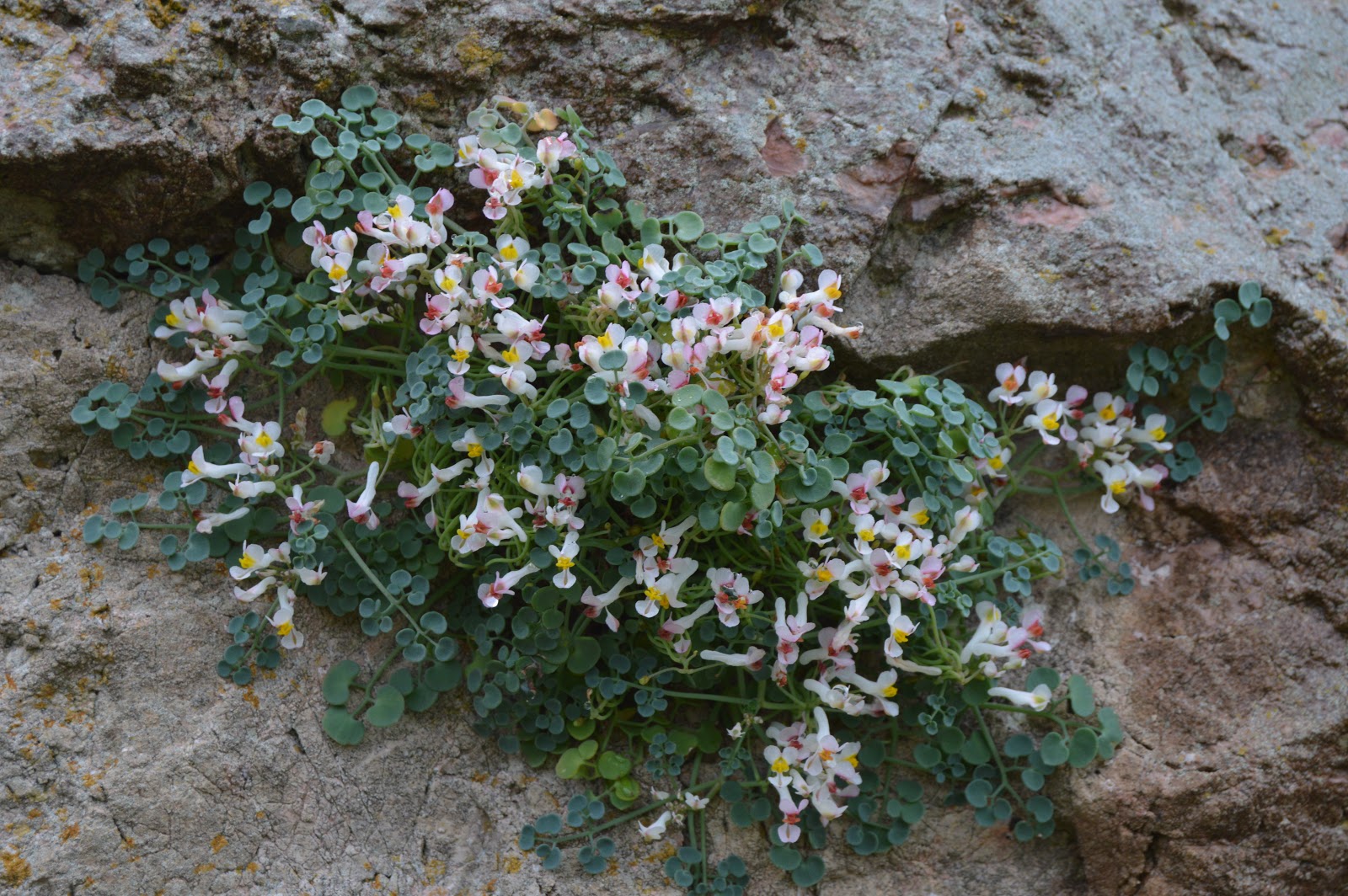 Blog de campo y minerales: Zapaticos de la Virgen (Sarcocapnos ...