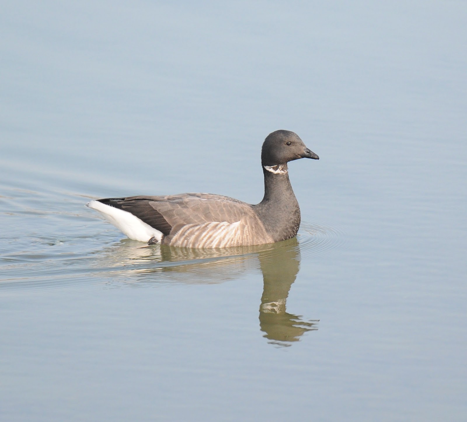 Bill's Birding: Down By the Seaside
