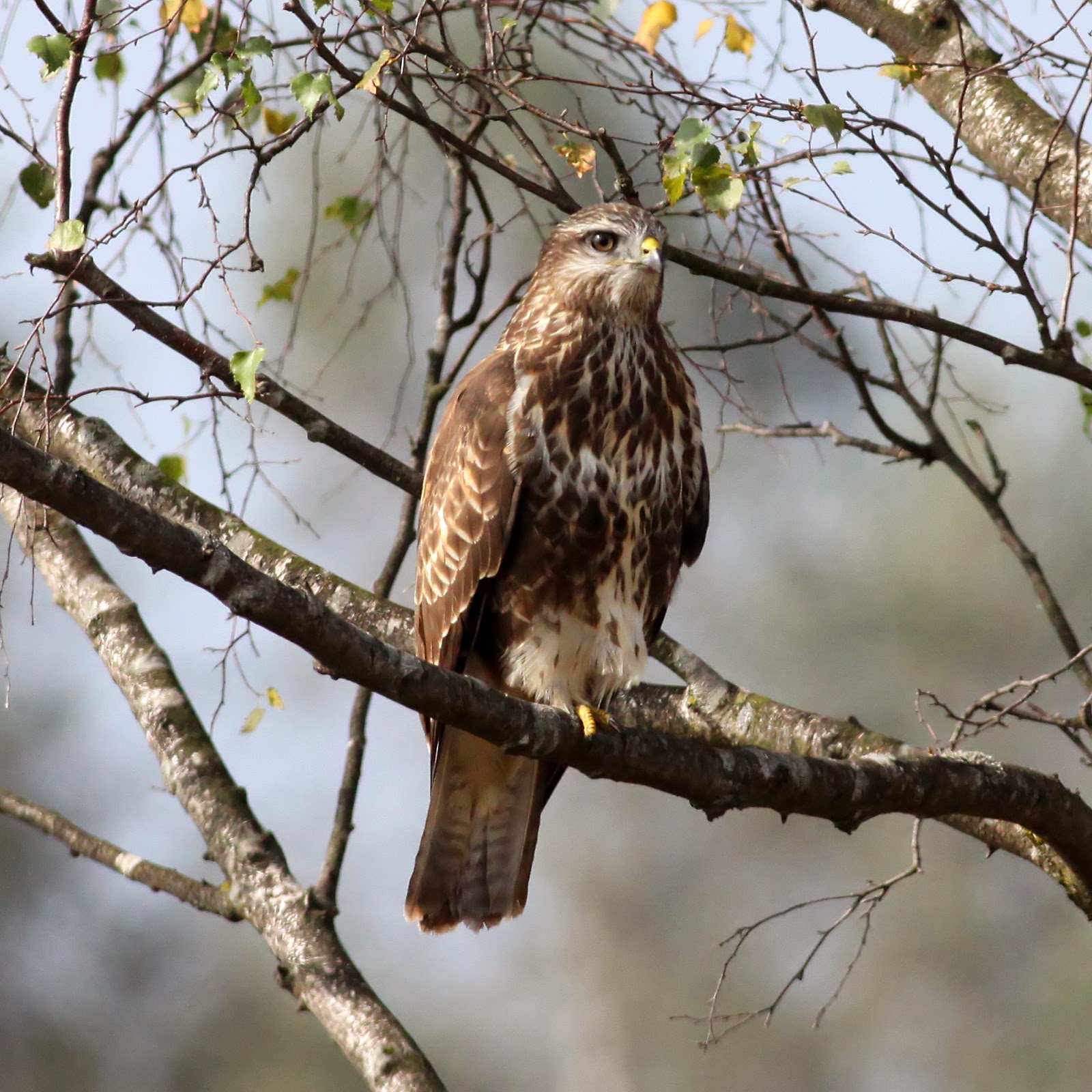 Burung Elang, Ciri-ciri, Jenis dan Klasifikasi Burung Elang