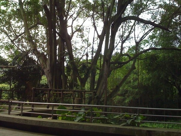 Creative Qi Gong: Four Types of Qi That We Can Attune to and Harness ...