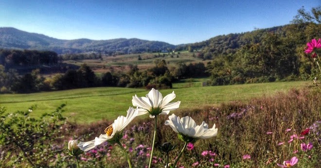 Breweries in the Virginia Countryside - Grapes & Grains