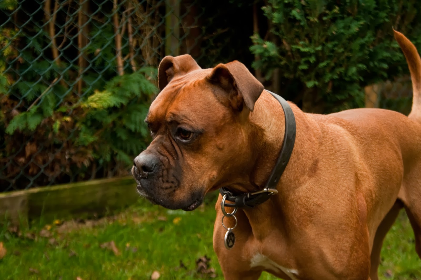 Shady and the bad dogs.: Today...in photos...