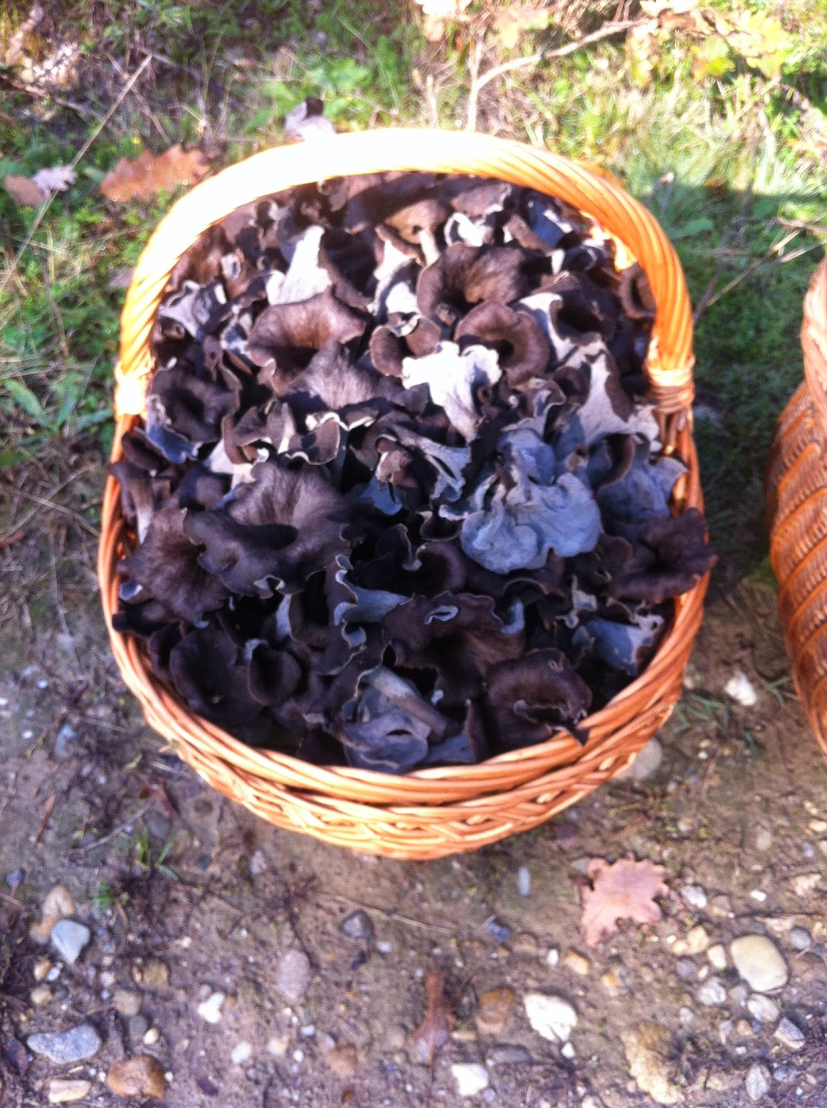 Ciuperci Ana Lugojana: Cum sa culegi corect ciupercile