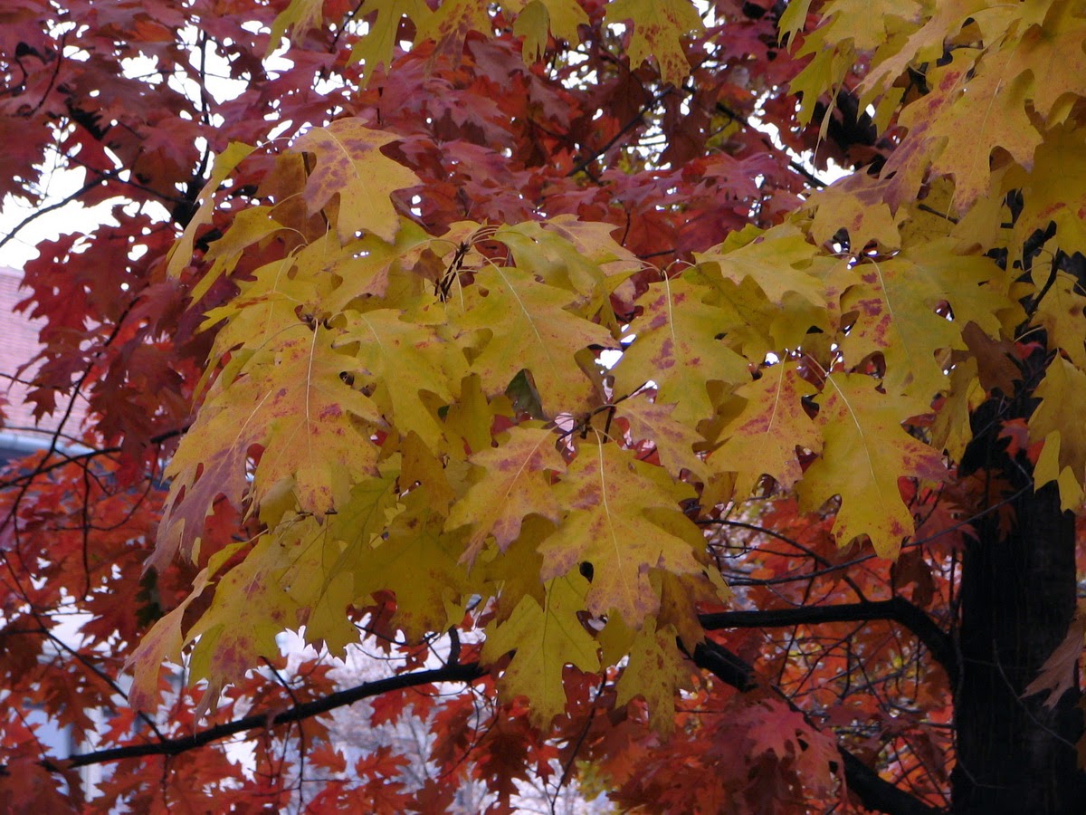 LA MULTI ANI, ROMANIA!: Frunze de stejar