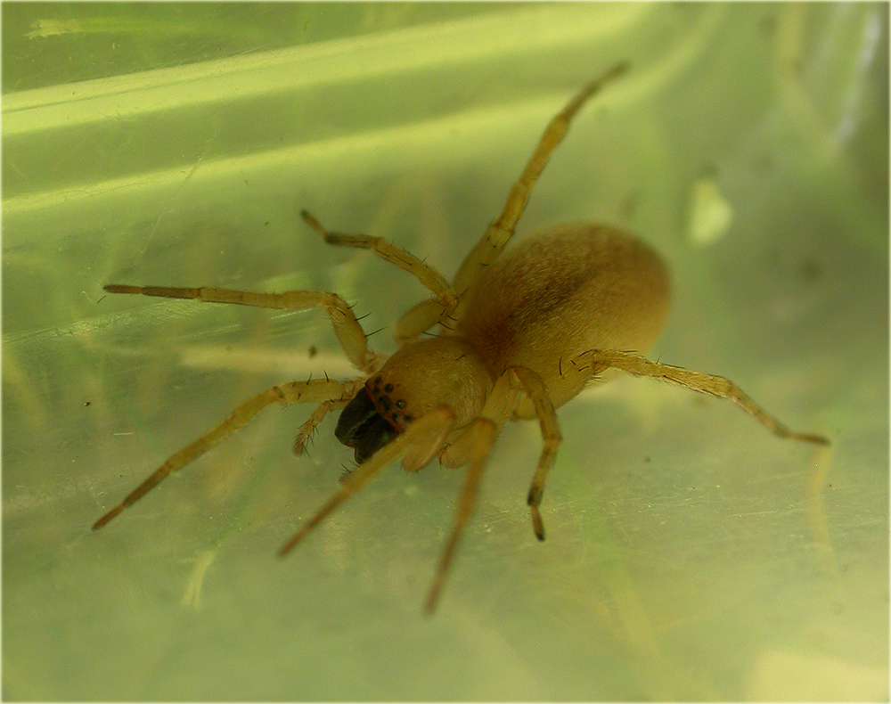 Arachnerds: Stone Spiders - Drassodes sp.