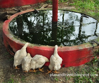 Plan and Travel: Perlis Snake and Reptile Farm