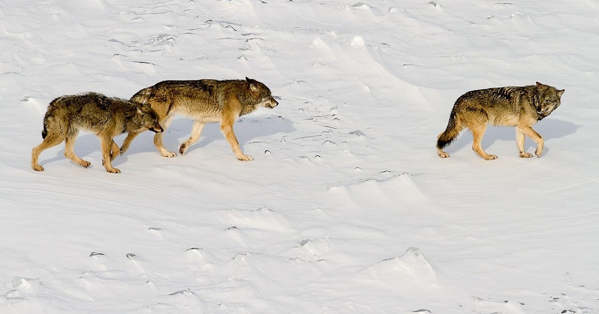 DAVID NIETO MACEÍN. ETOLOGÍA Y CONSERVACIÓN DEL LOBO: LA DESAPARICIÓN ...
