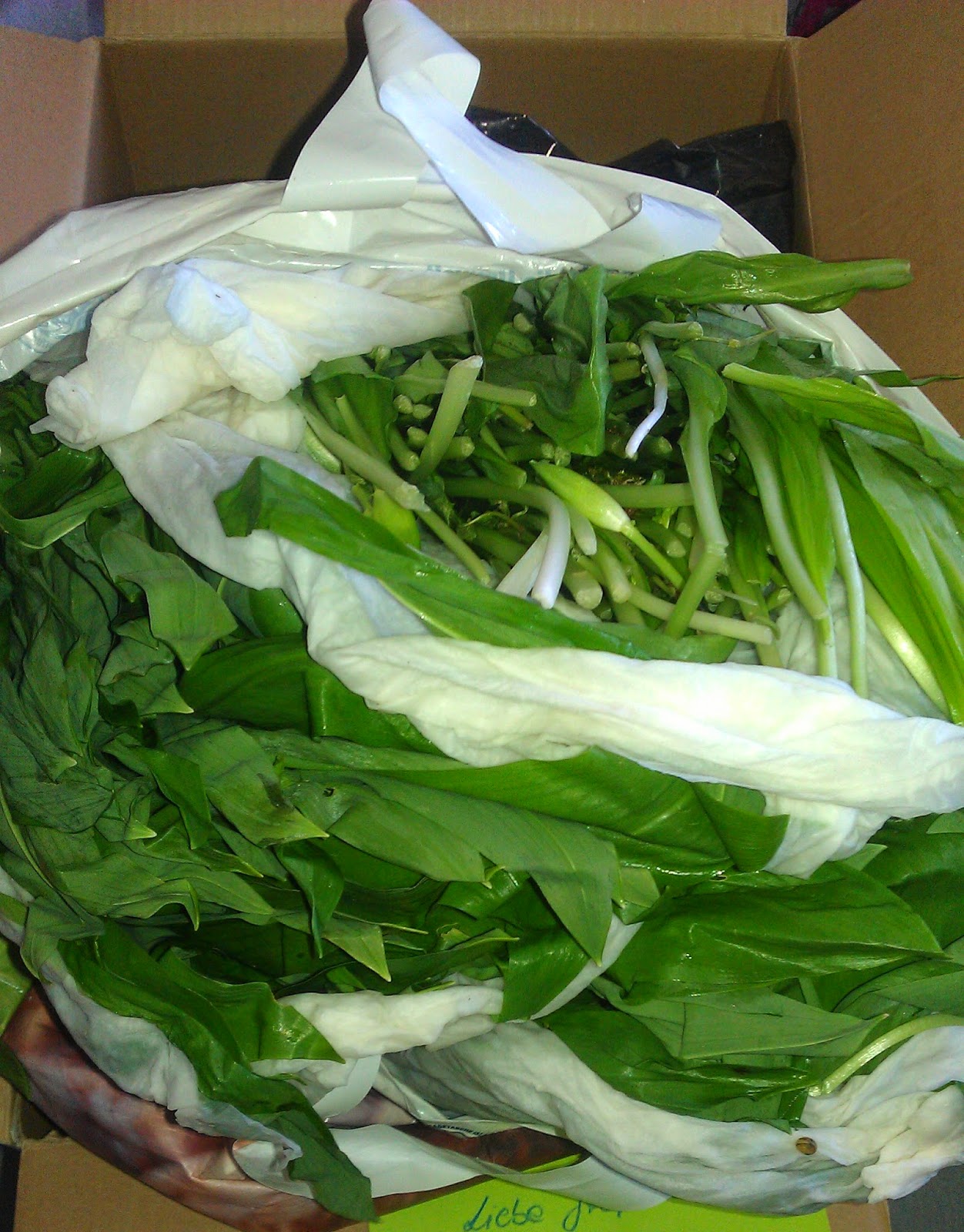 Runars Welt: Bärlauch (Allium ursinum)