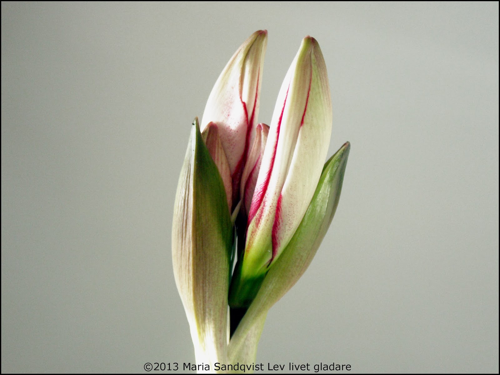 Lev livet gladare: En knopp - ett ämne till lycka