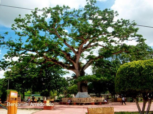 Plantas de Yucatán ~ Plantas y Flores