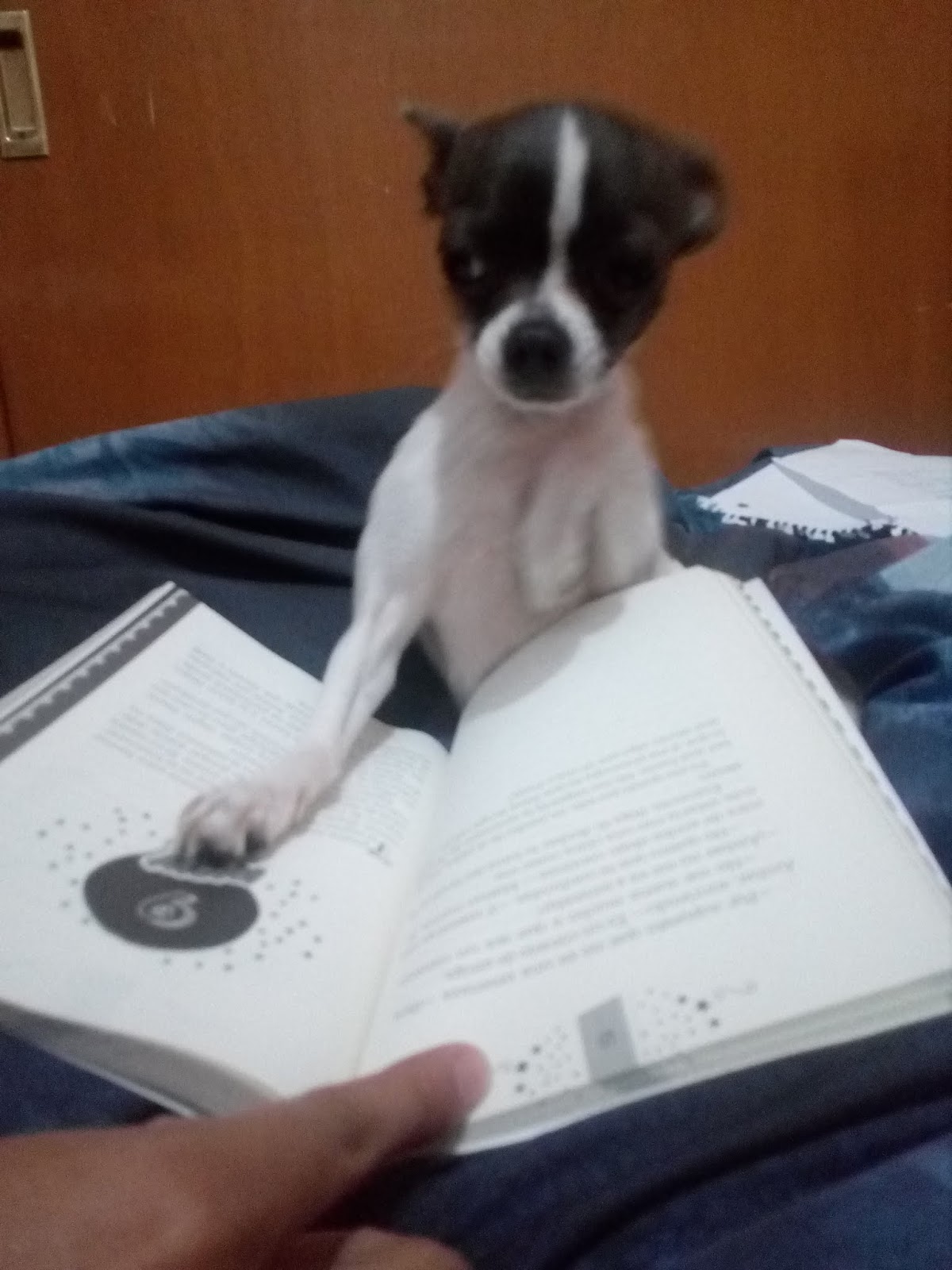 ¿Por qué les dicen ‘lomitos’ a los perritos?