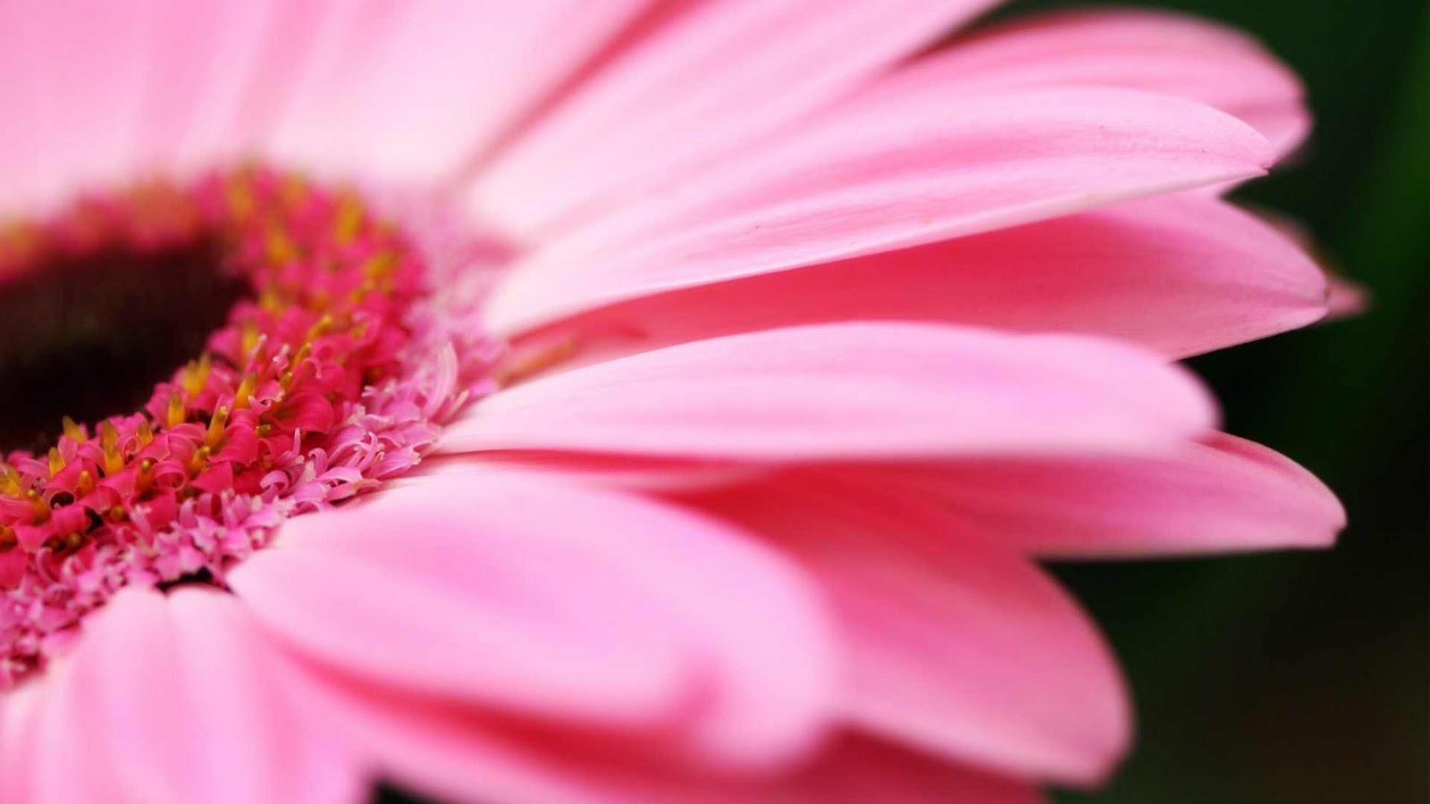 Flower Photos: Pink Gerbera