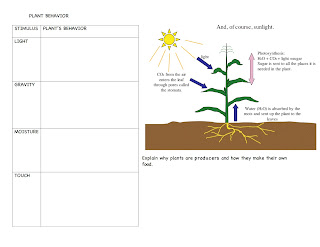 Miss McTeacher: Plant Study Guide