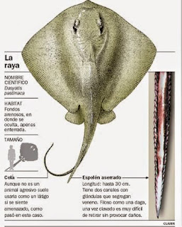 Info animales: PECES CARTILAGINOSOS