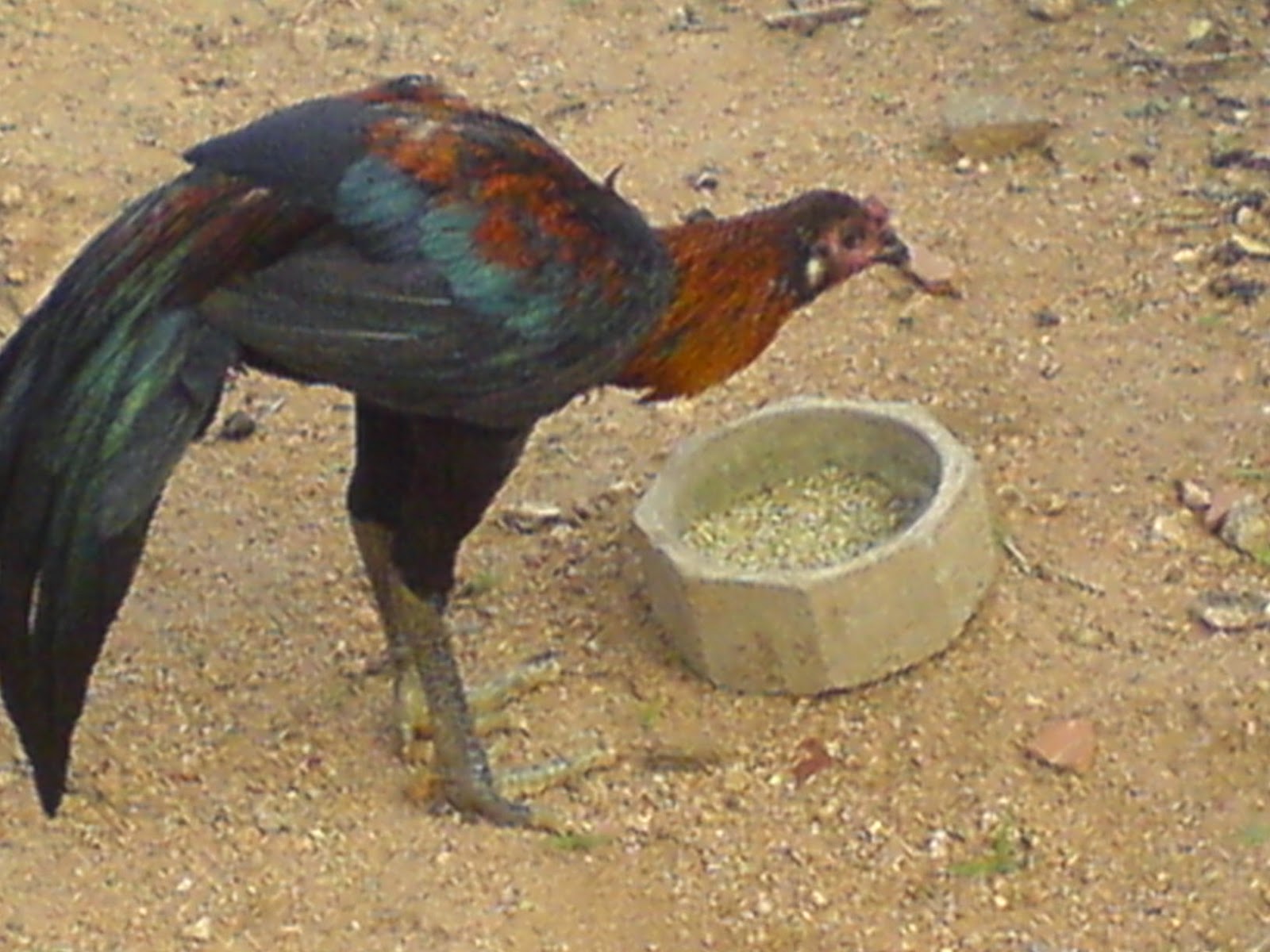 கட்டு சேவல் - KATTU SEVAL - SANDAI SEVAL - FIGHTING ROOSTER: ROOSTER'S ...